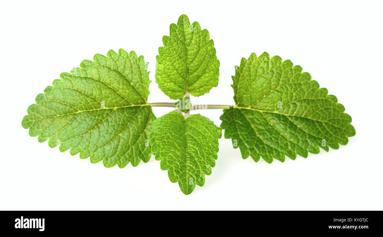 fresh lemon balm leaves isolated on white Stock Photo - Alamy