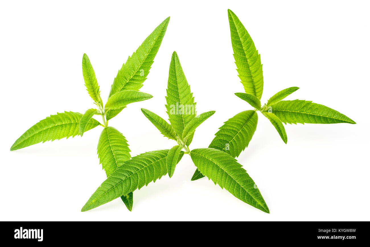 fresh Lemon Verbena leaves isolated on white Stock Photo - Alamy