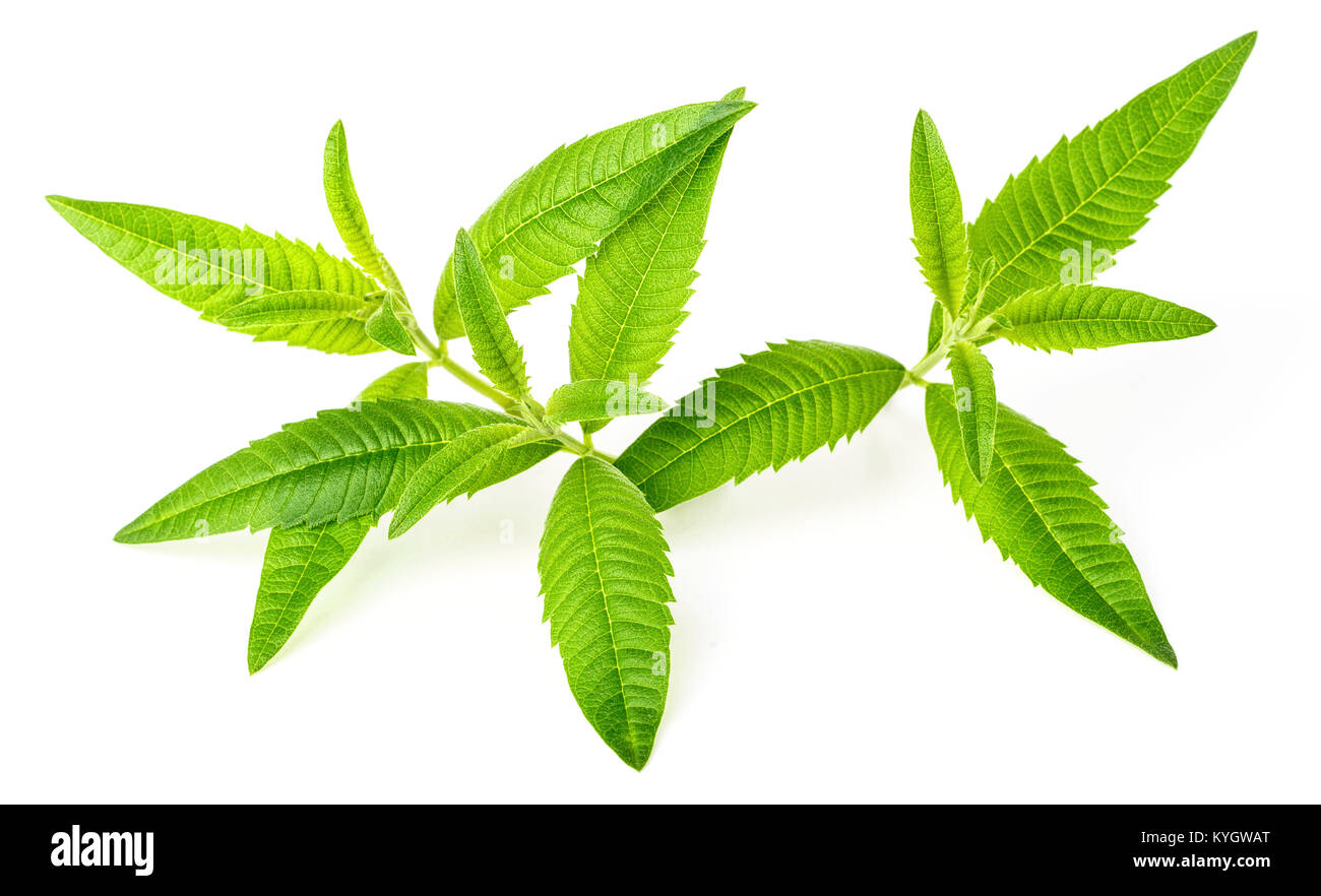fresh Lemon Verbena leaves isolated on white Stock Photo - Alamy