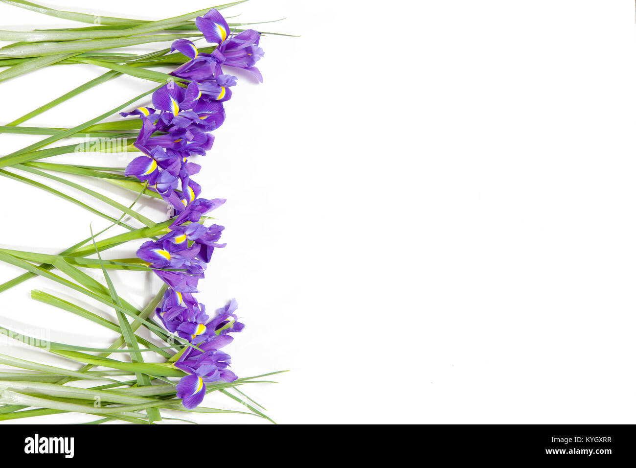 Violet Irises xiphium (Bulbous iris, sibirica) on white background with ...