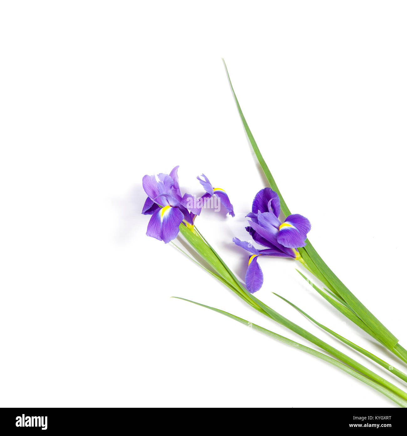 Violet Irises xiphium (Bulbous iris, sibirica) on white background with ...