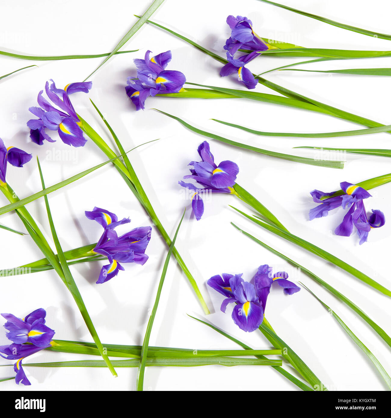 Violet Irises xiphium (Bulbous iris, sibirica) on white background with ...