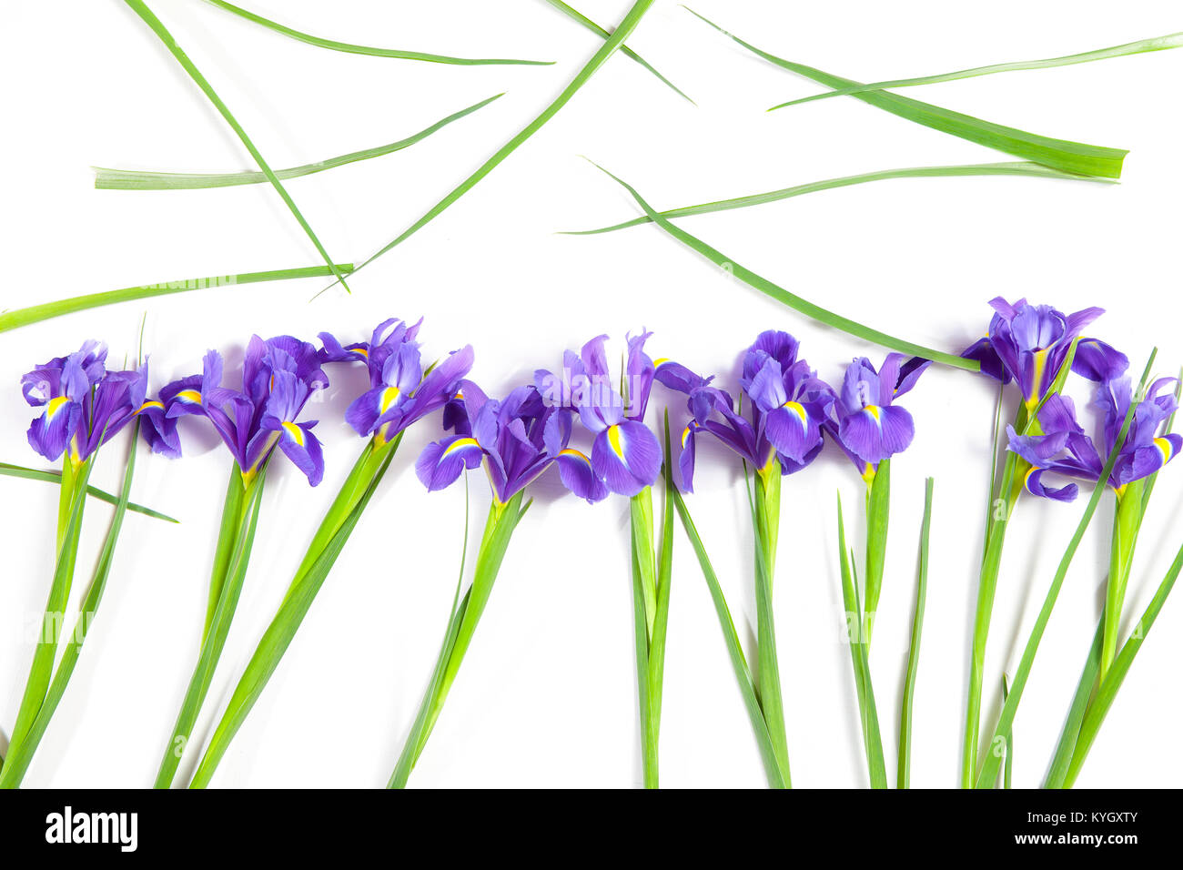 Violet Irises xiphium (Bulbous iris, sibirica) on white background with ...