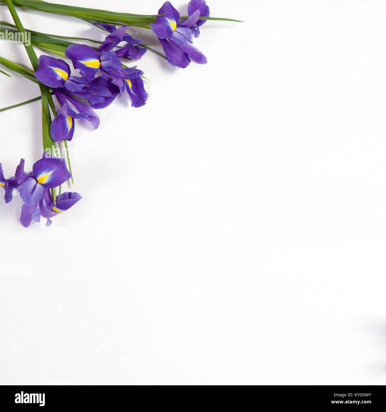 Violet Irises xiphium (Bulbous iris, sibirica) on white background with ...