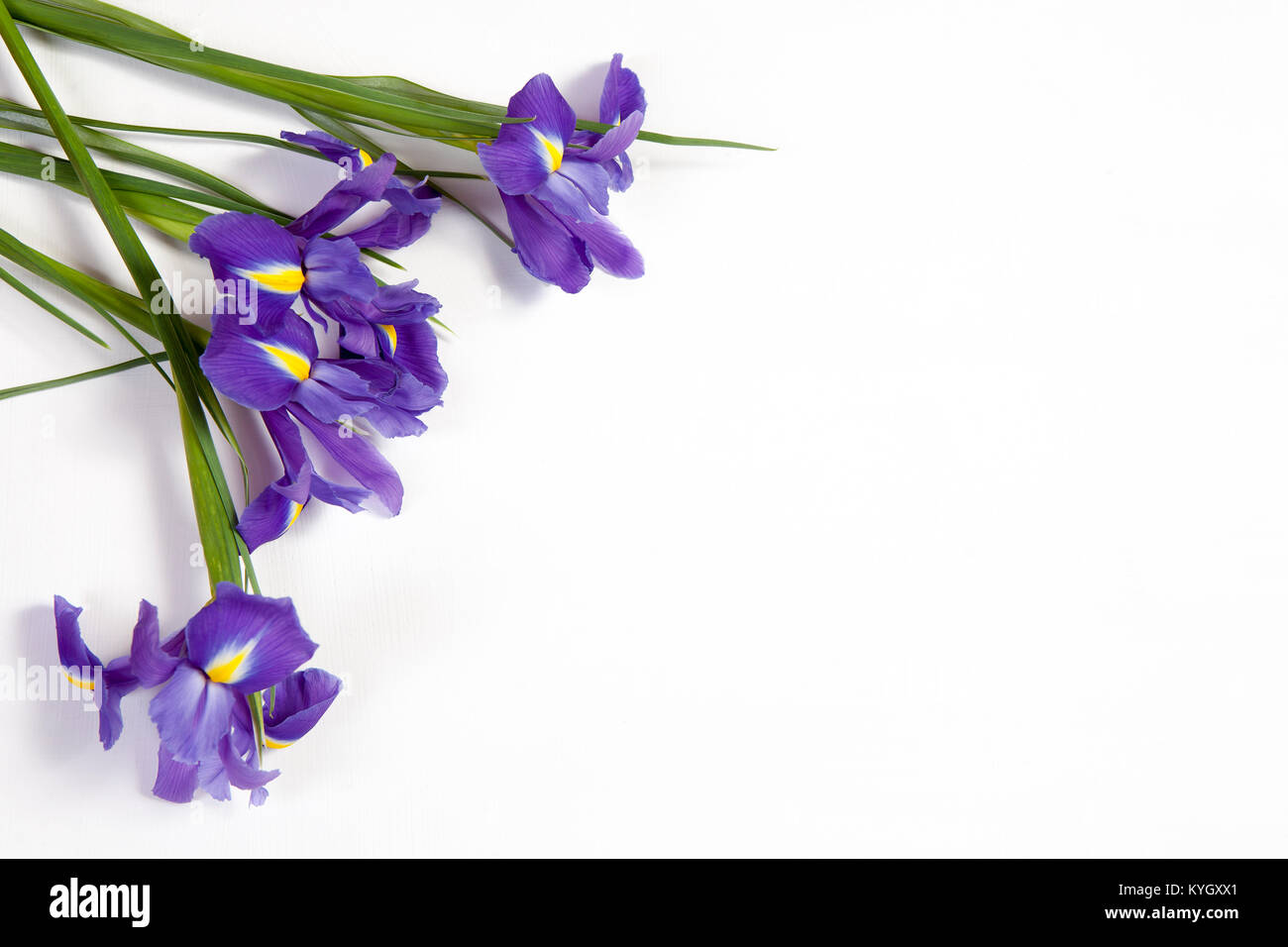 Violet Irises xiphium (Bulbous iris, sibirica) on white background with ...