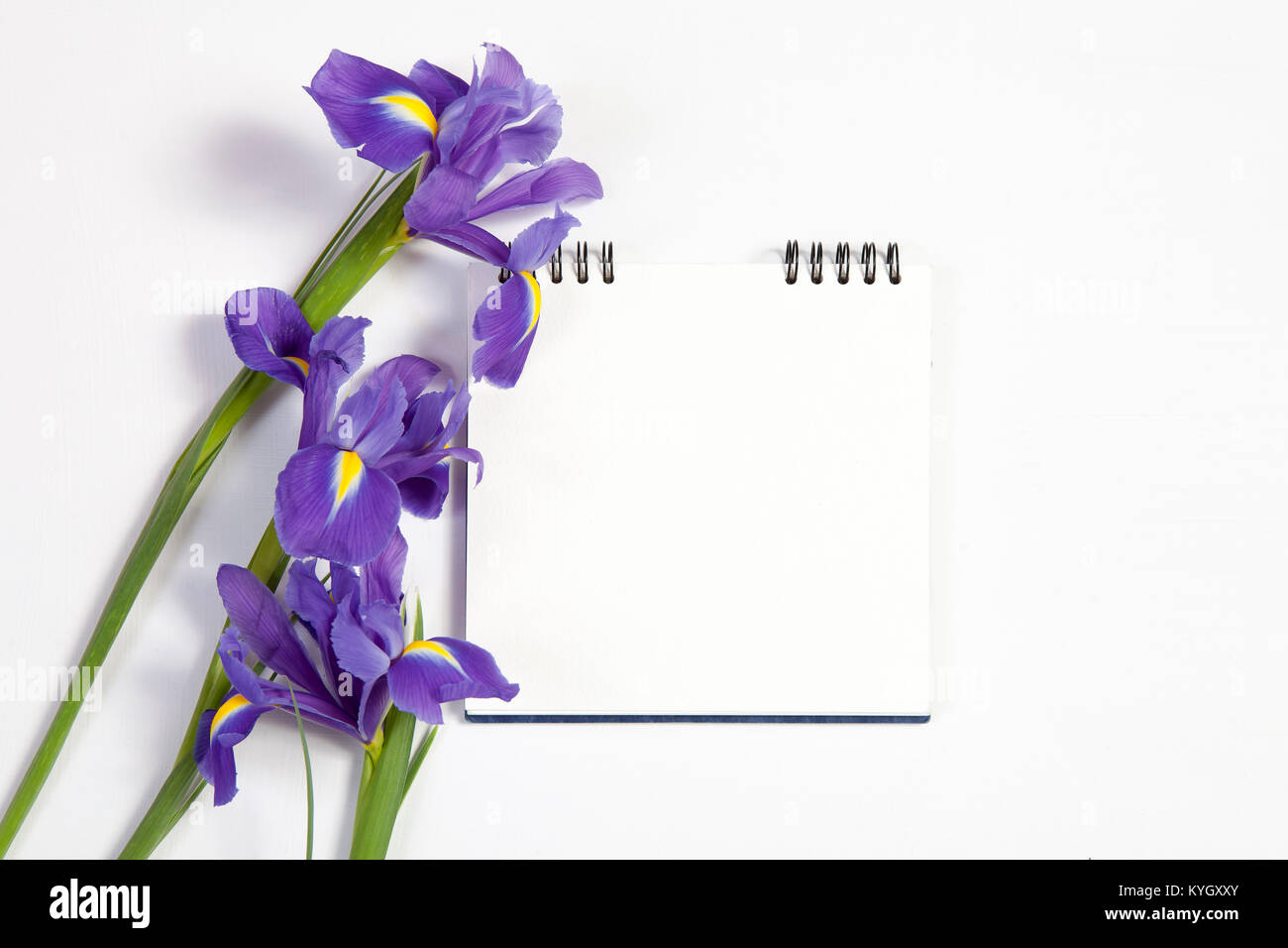 Violet Irises xiphium (Bulbous iris, sibirica) on white background with ...