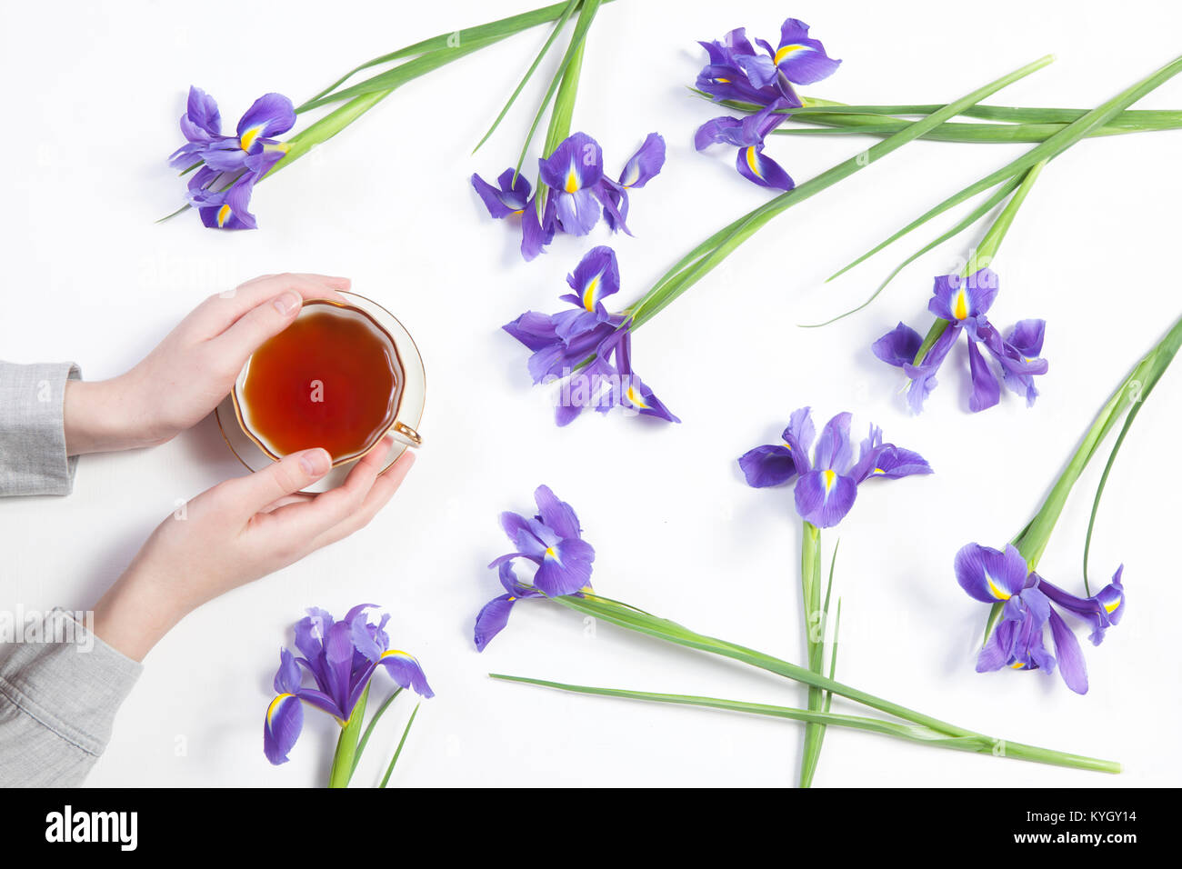Violet Irises xiphium with hands hold cup of tea on white background ...