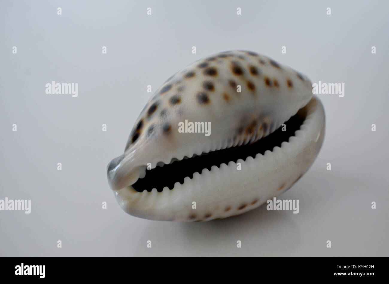 Sea shell isolated on white background Stock Photo - Alamy
