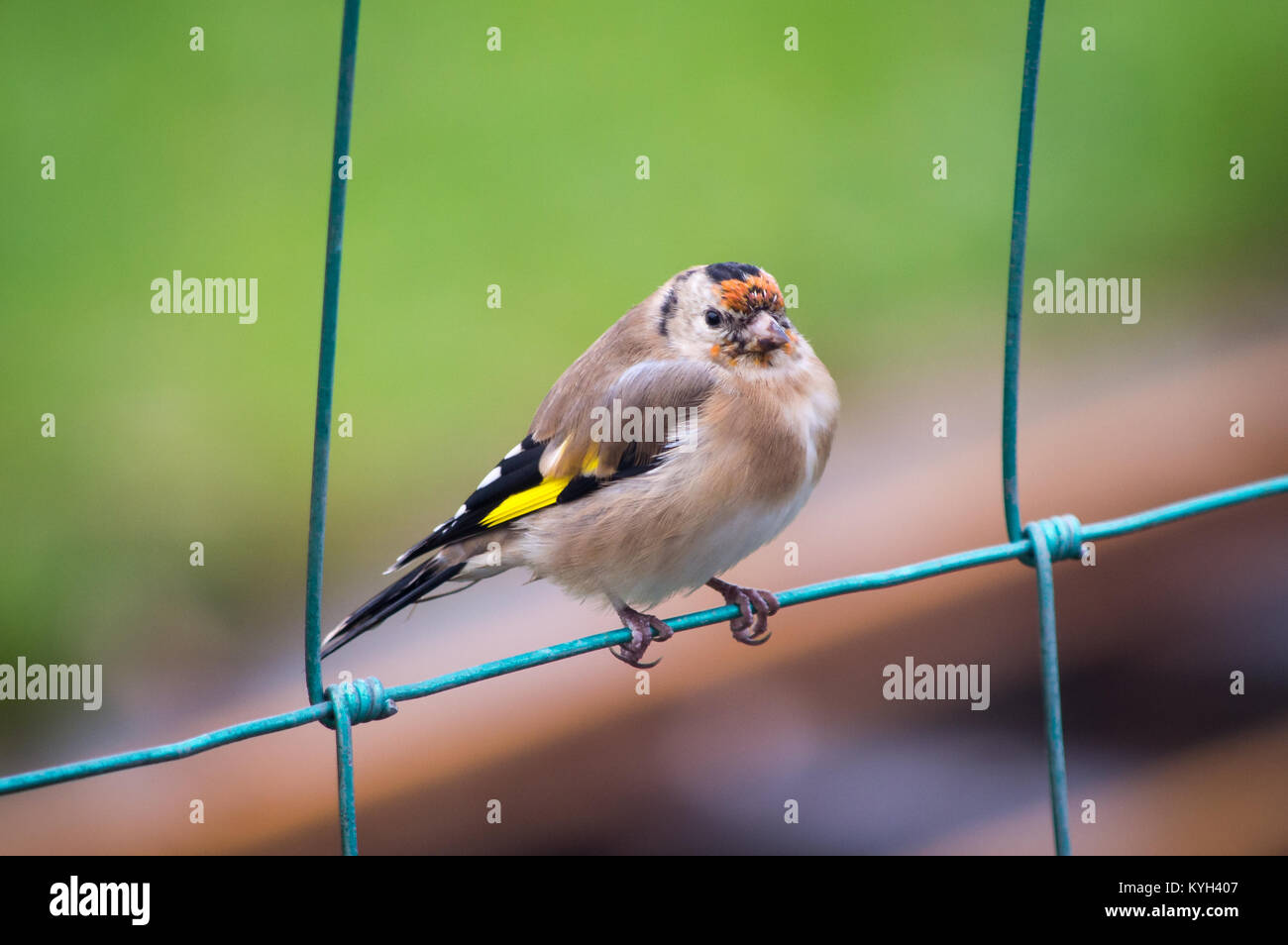 Young goldfinch hi-res stock photography and images - Alamy