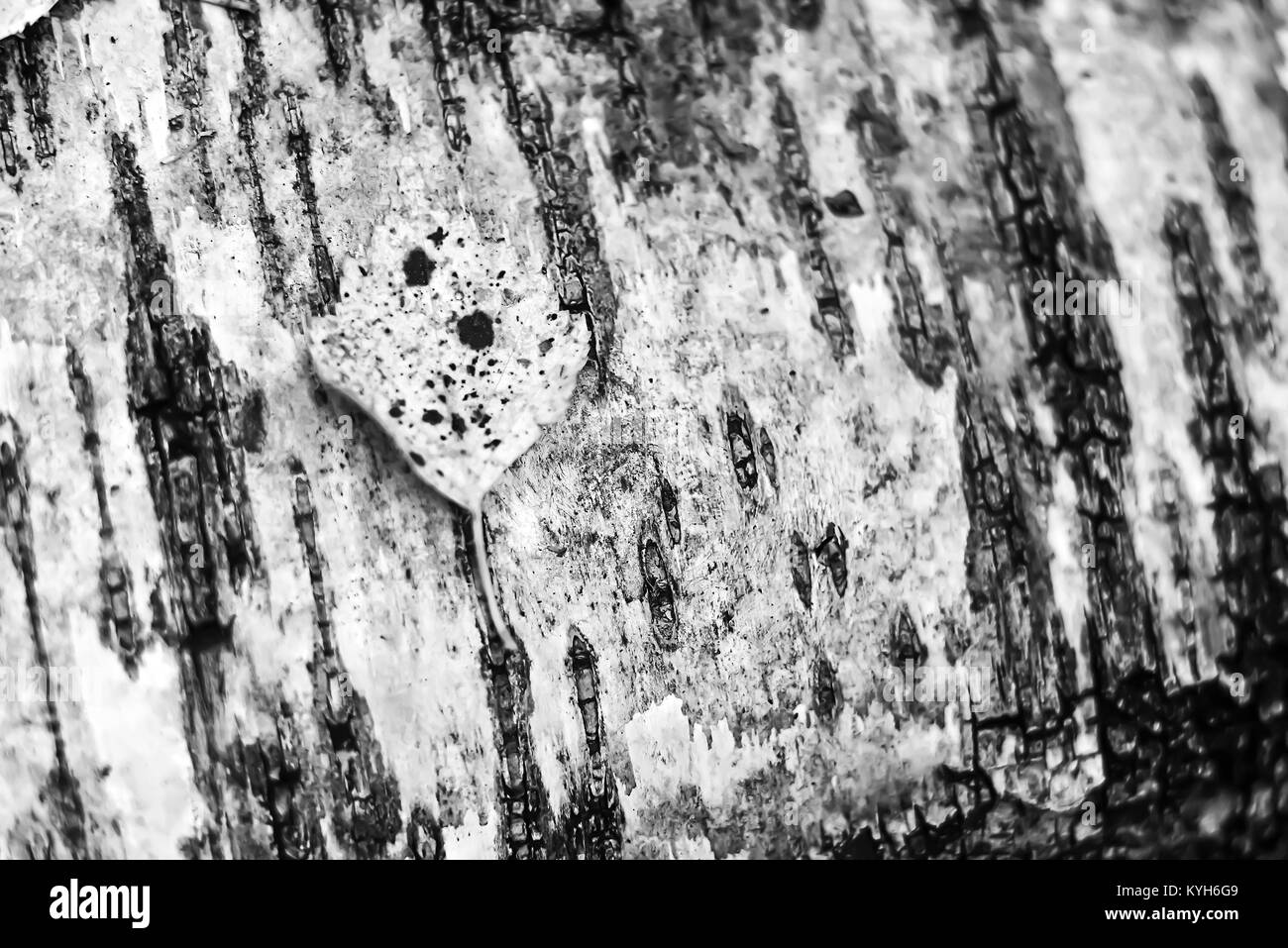 Bright yello Black and White Stock Photos & Images - Alamy