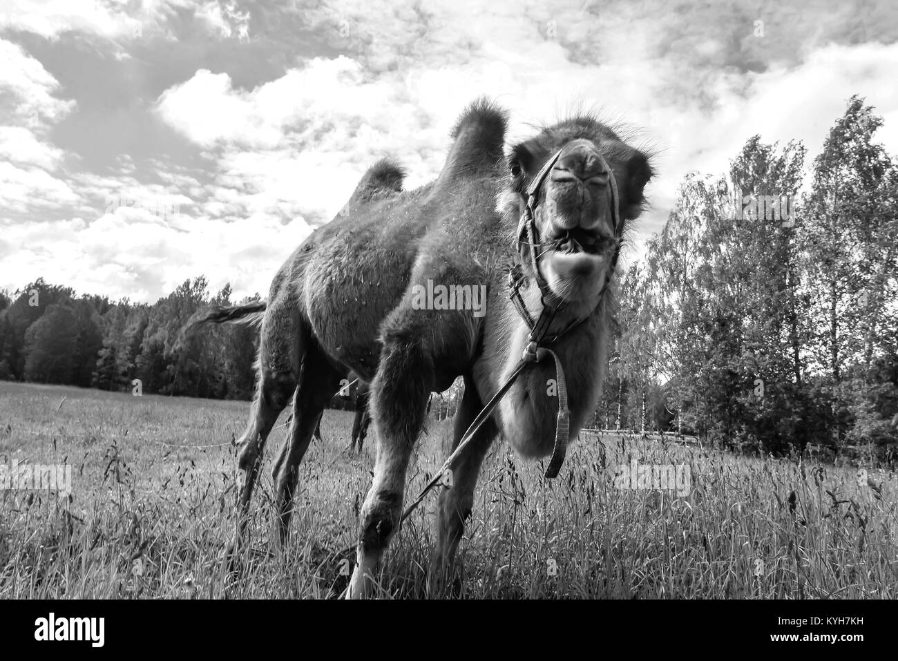 Camel tail Black and White Stock Photos & Images - Alamy