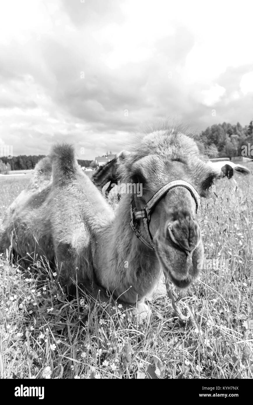 Camel walking in the field Stock Photo - Alamy