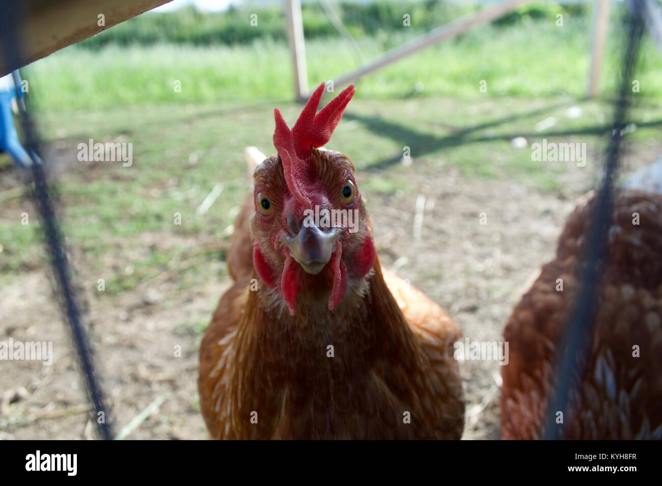 A rooster staring at me in summer Stock Photo - Alamy