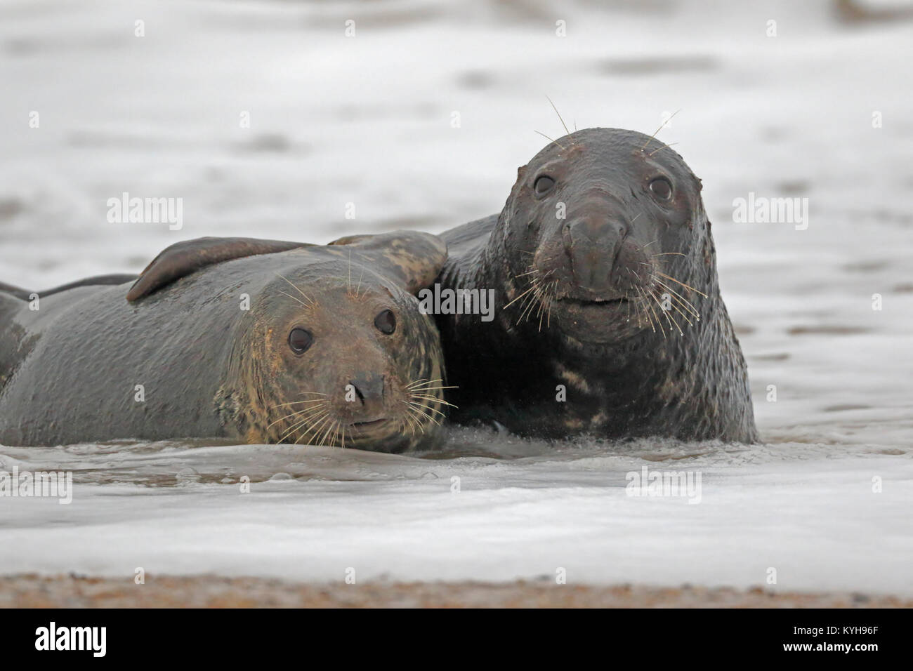 Grey seals mating hi-res stock photography and images - Alamy