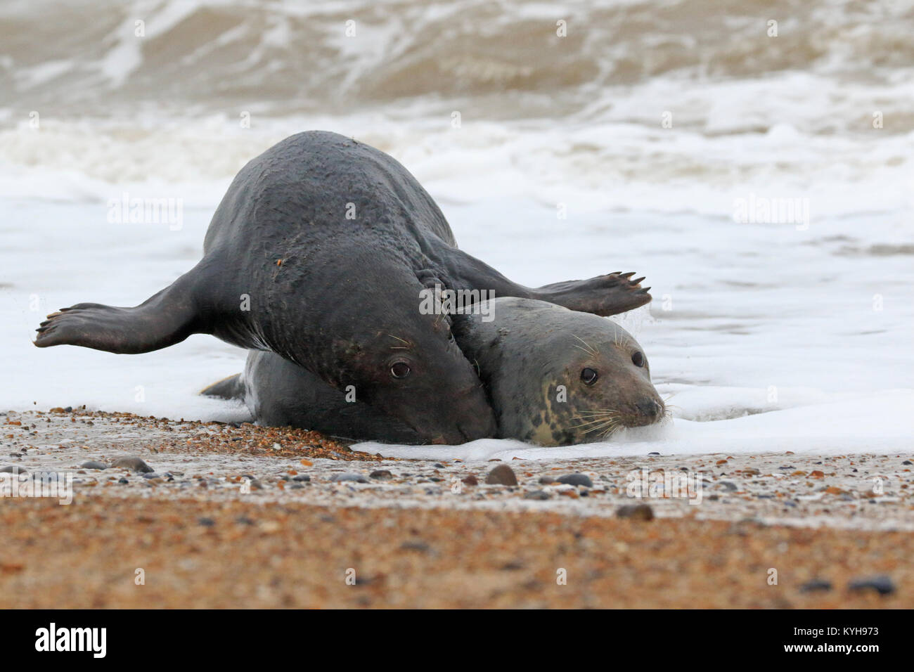 Grey Seals mating on the North Norfolk coast in winter Stock Photo - Alamy