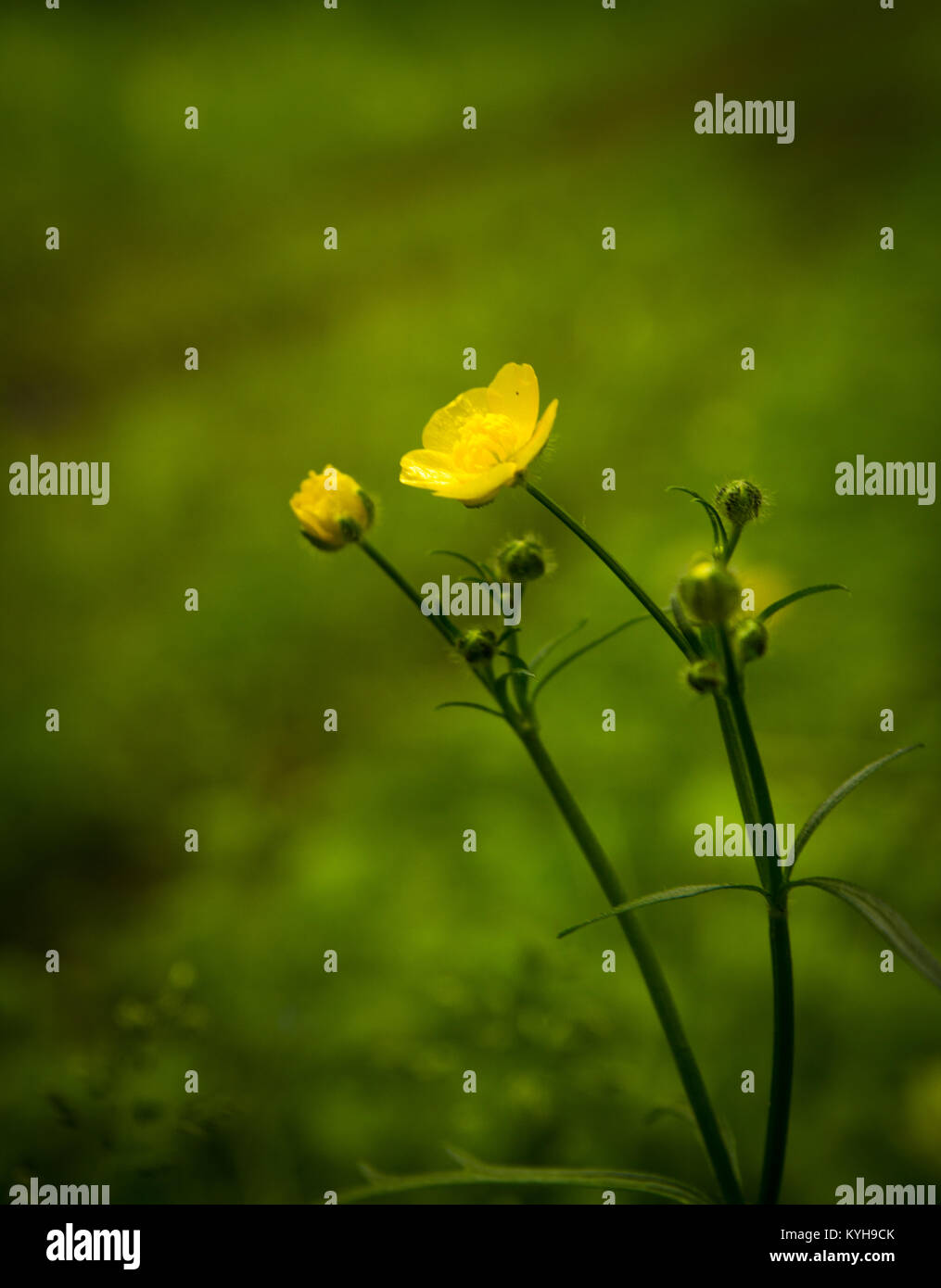 The yellow flower Ranunculus acris L Stock Photo - Alamy