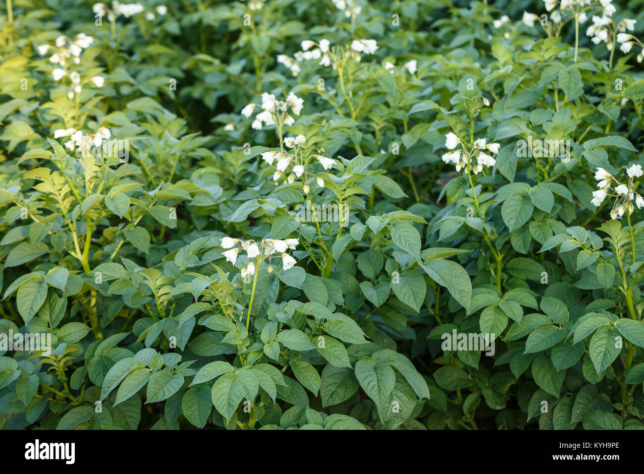 Flowering potato field. Agricultural field of potato plant Stock Photo ...