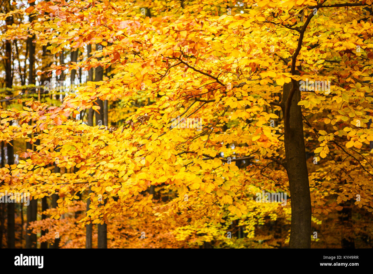 Autumn trees in park Stock Photo - Alamy