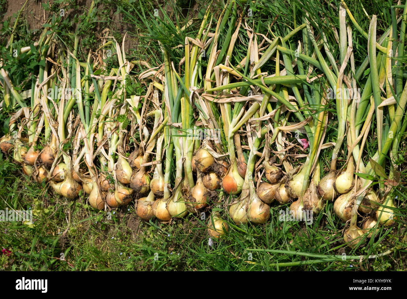 Garden grown organic spring onions Stock Photo - Alamy
