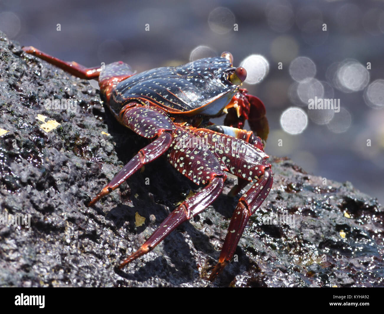 A blue coloured immature Sally Lightfoot Crab (Grapsus grapsus) is ...
