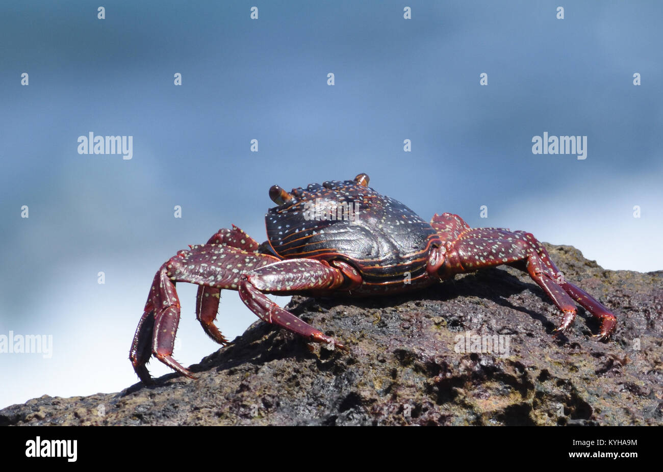 A blue coloured immature Sally Lightfoot Crab (Grapsus grapsus) is ...