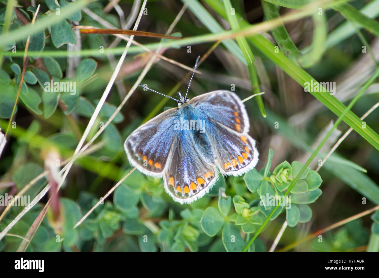 A common blue butterfly on greenery Stock Photo - Alamy