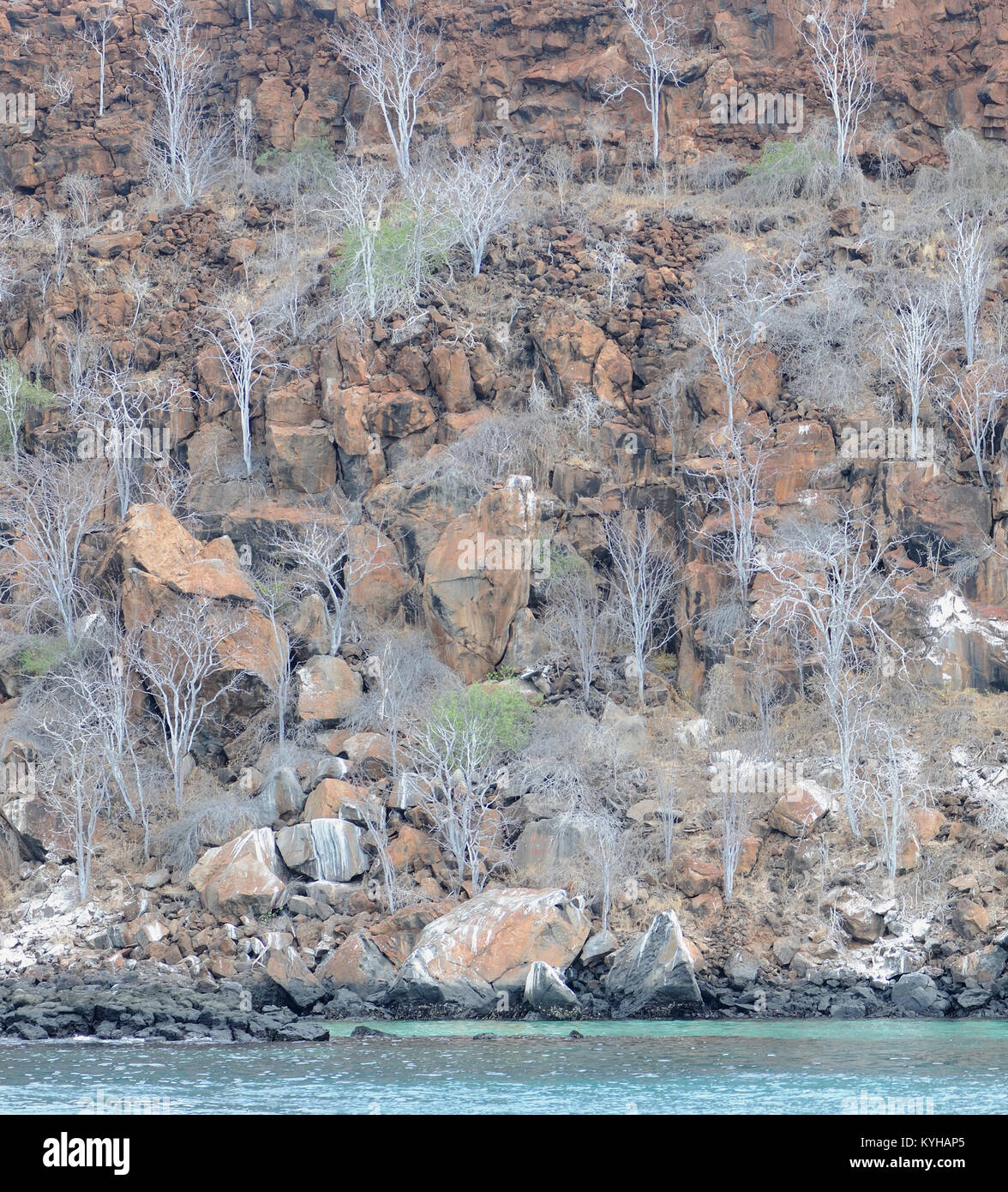 White, leafless, Paulo Santo or Incense Tree (Bursera graveolens) trees ...