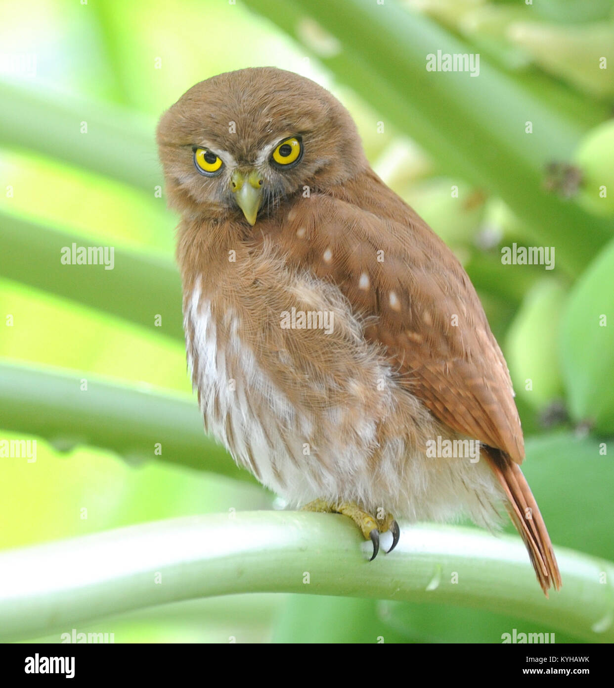 Scowl High Resolution Stock Photography and Images - Alamy