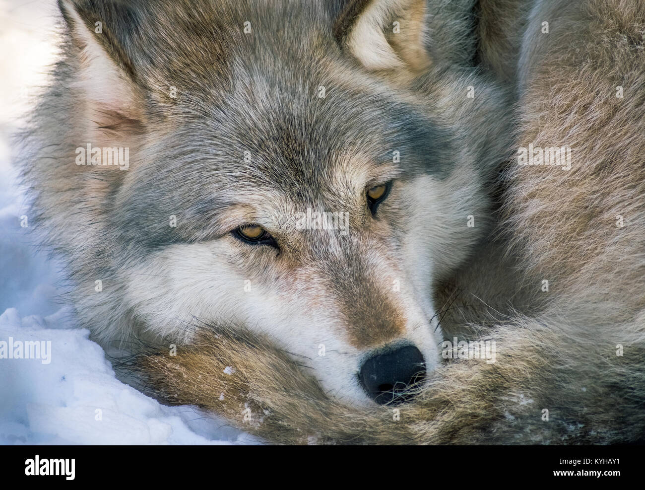 Alpha wolf hi-res stock photography and images - Alamy