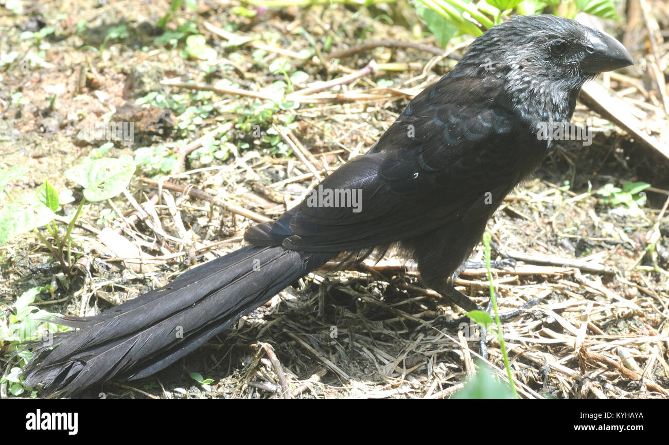 A smooth-billed ani (Crotophaga ani) . Yasuni National Park, Amazon ...