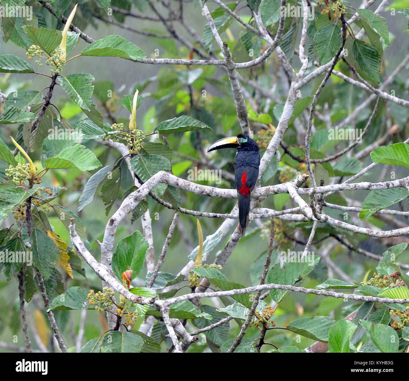 Many banded aracari pteroglossus pluricinctus hi-res stock photography ...