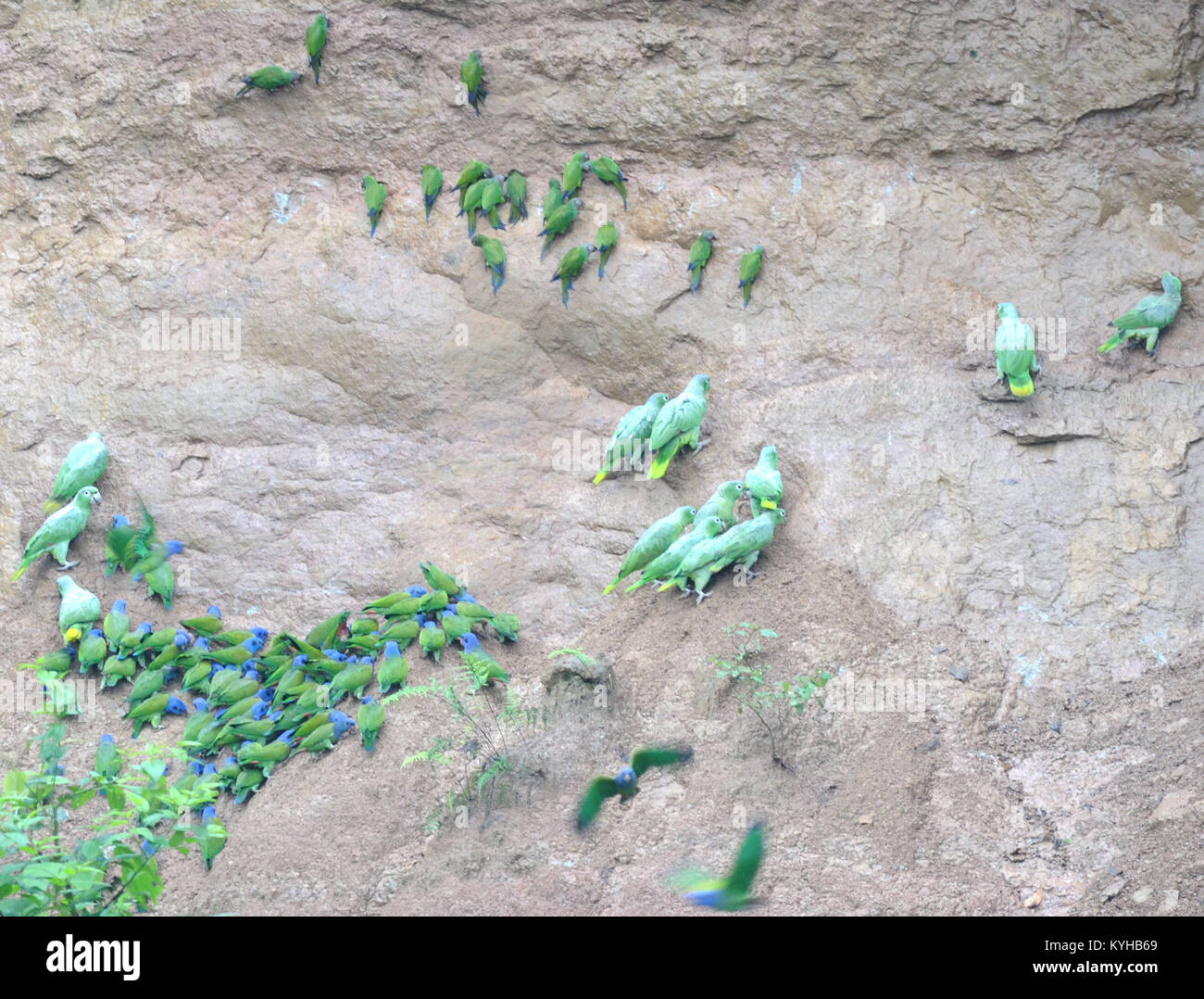 Parrot clay licks ecuador hi-res stock photography and images - Alamy