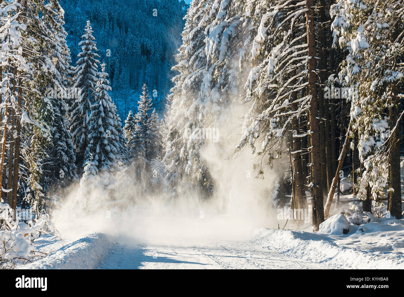 the snow slides off the trees onto the mountain path Stock Photo - Alamy