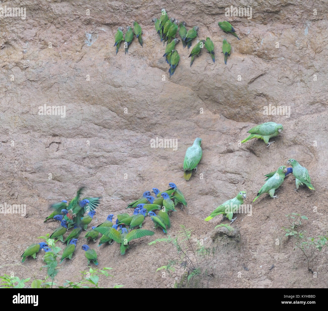 Clay lick yasuni hi-res stock photography and images - Alamy