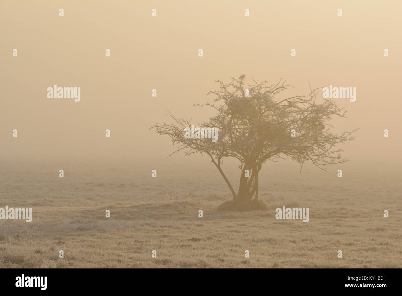Fog fog hi-res stock photography and images - Alamy