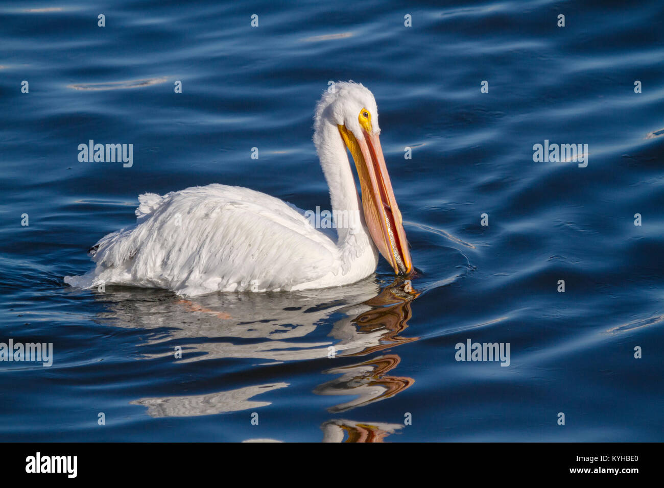 American white pelican migration hi-res stock photography and images ...