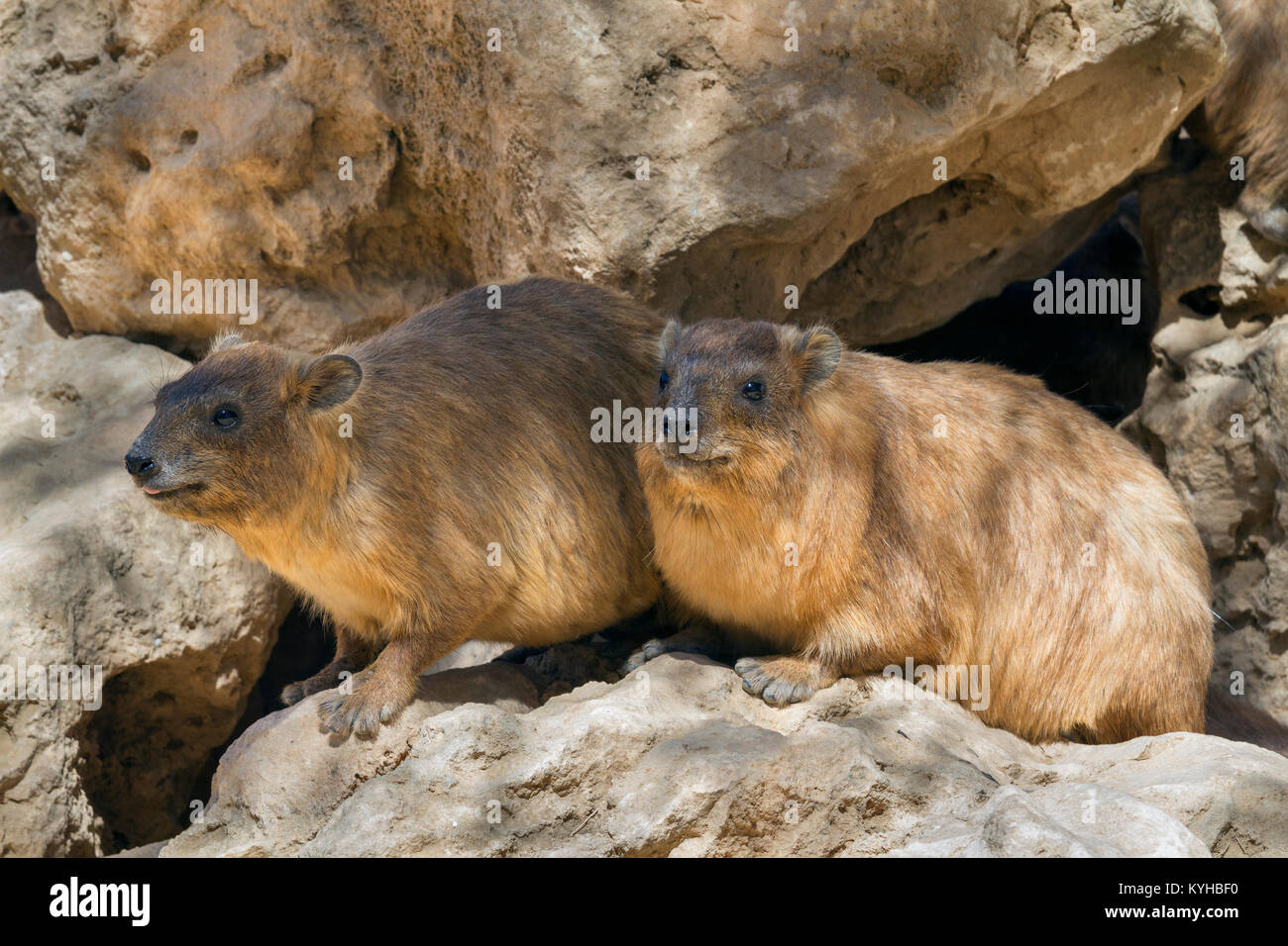 The couple of rock hyrax (Procavia capensis syriaca Stock Photo - Alamy