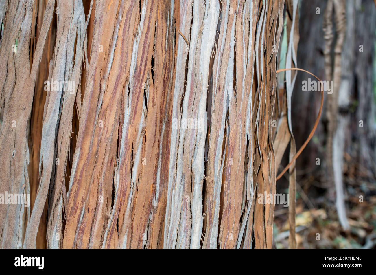 Catalina ironwood tree hi-res stock photography and images - Alamy