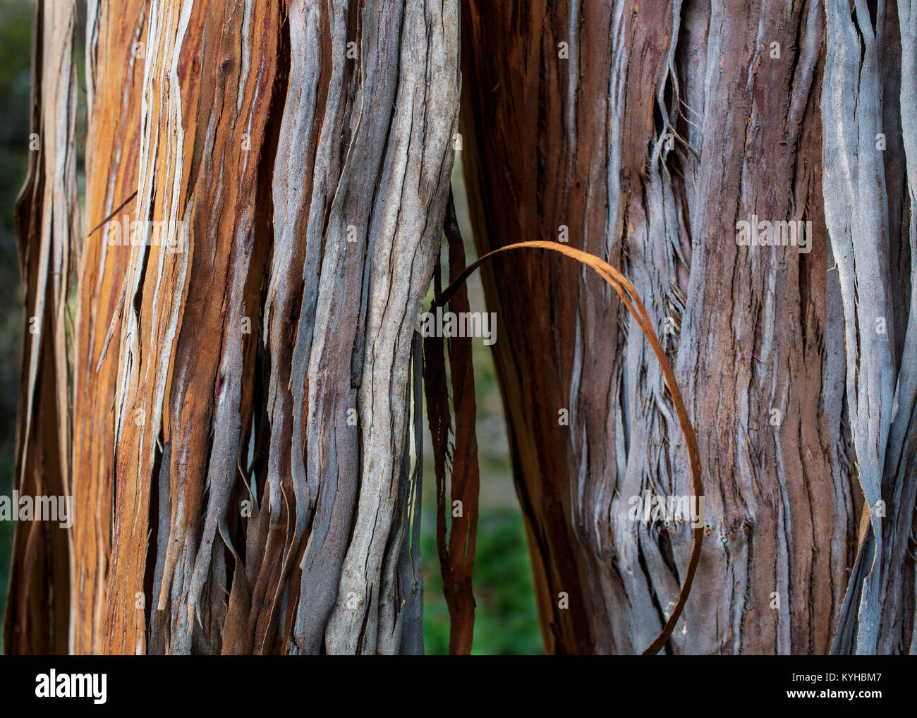 The bark of a Santa Cruz Island Ironwood, Lyonothamnus floribundus ssp ...
