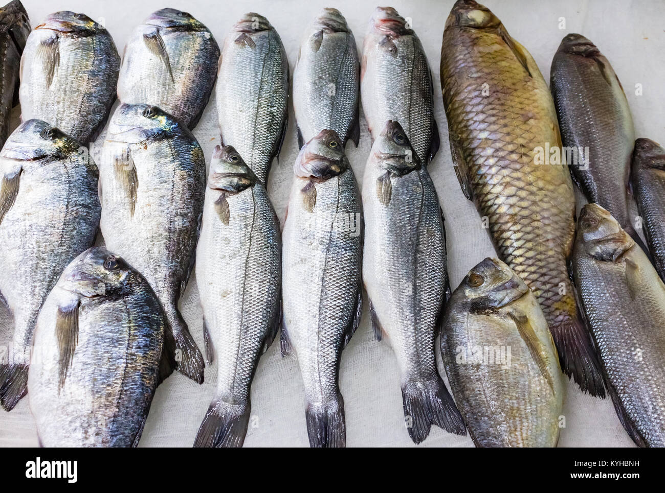 Variety of raw fresh fish. fillet on crushed ice. Close up with space ...
