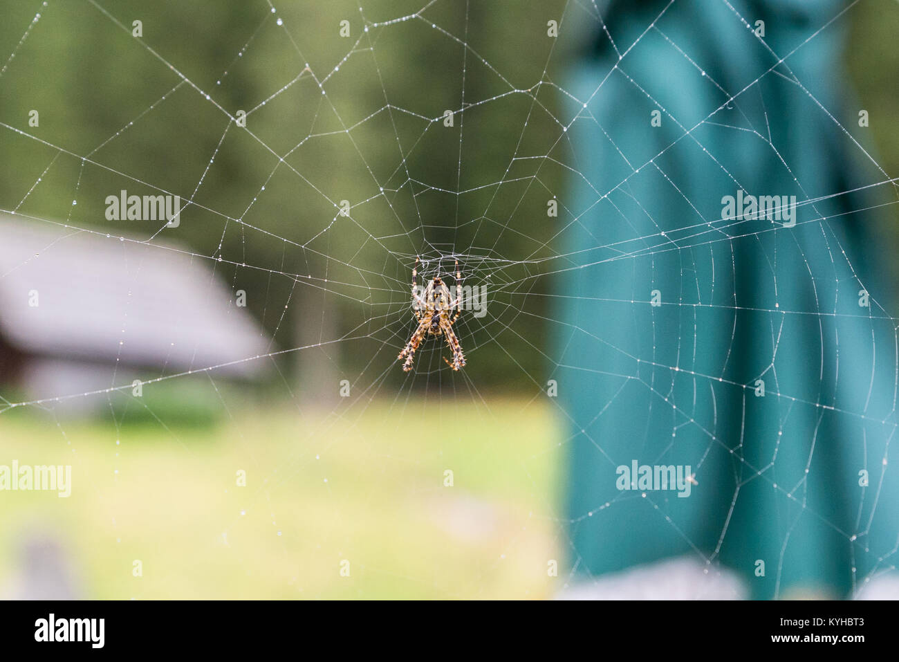 Closeup of a garden spider in her spider web Stock Photo - Alamy