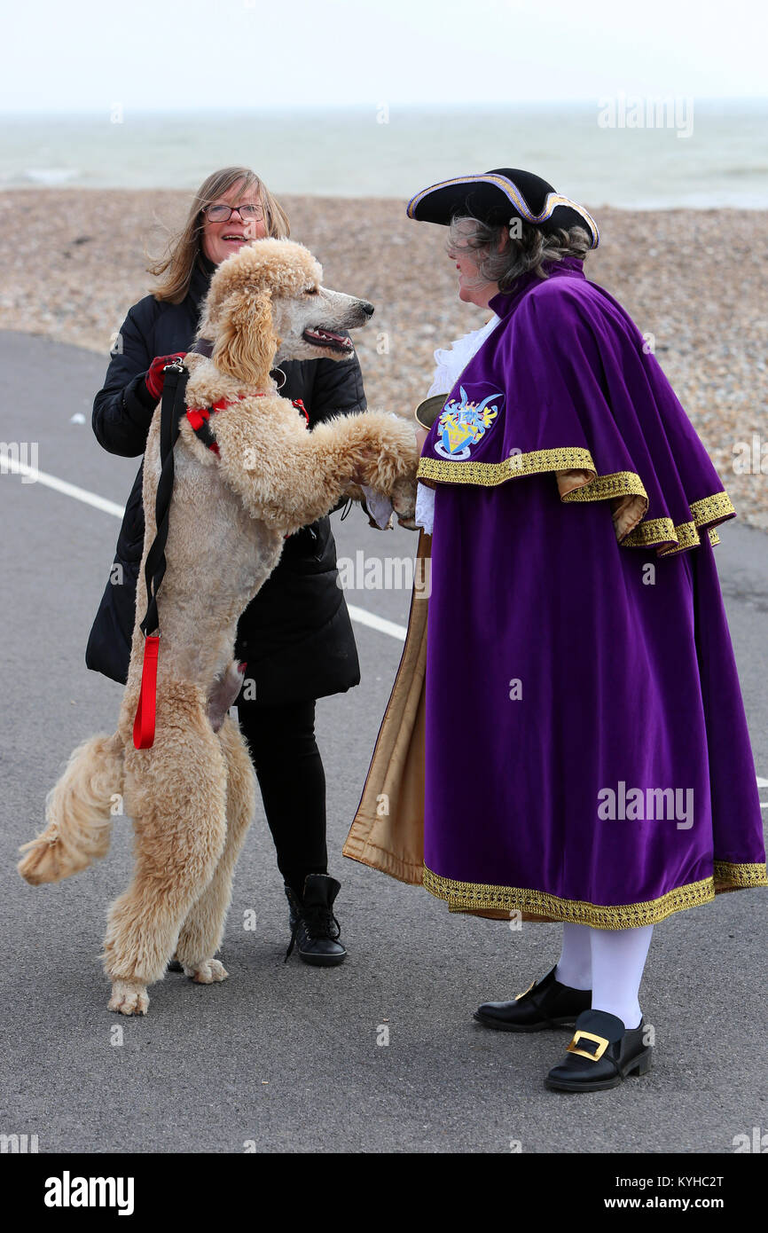 Barney dog hi-res stock photography and images - Alamy