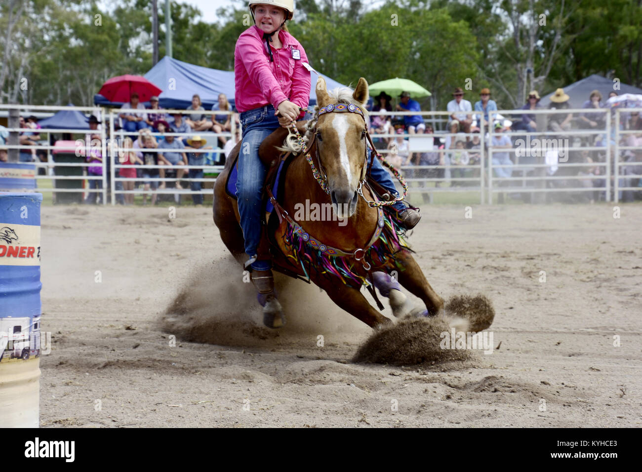Palomino horse galloping hi-res stock photography and images - Alamy