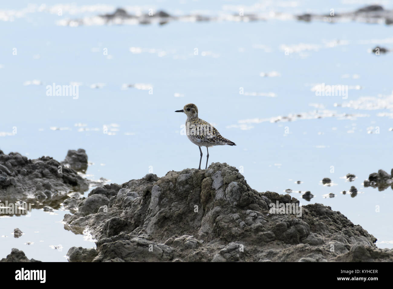 Pacific Golden Plover(Pluvialis fulva) are standing on mound in the ...