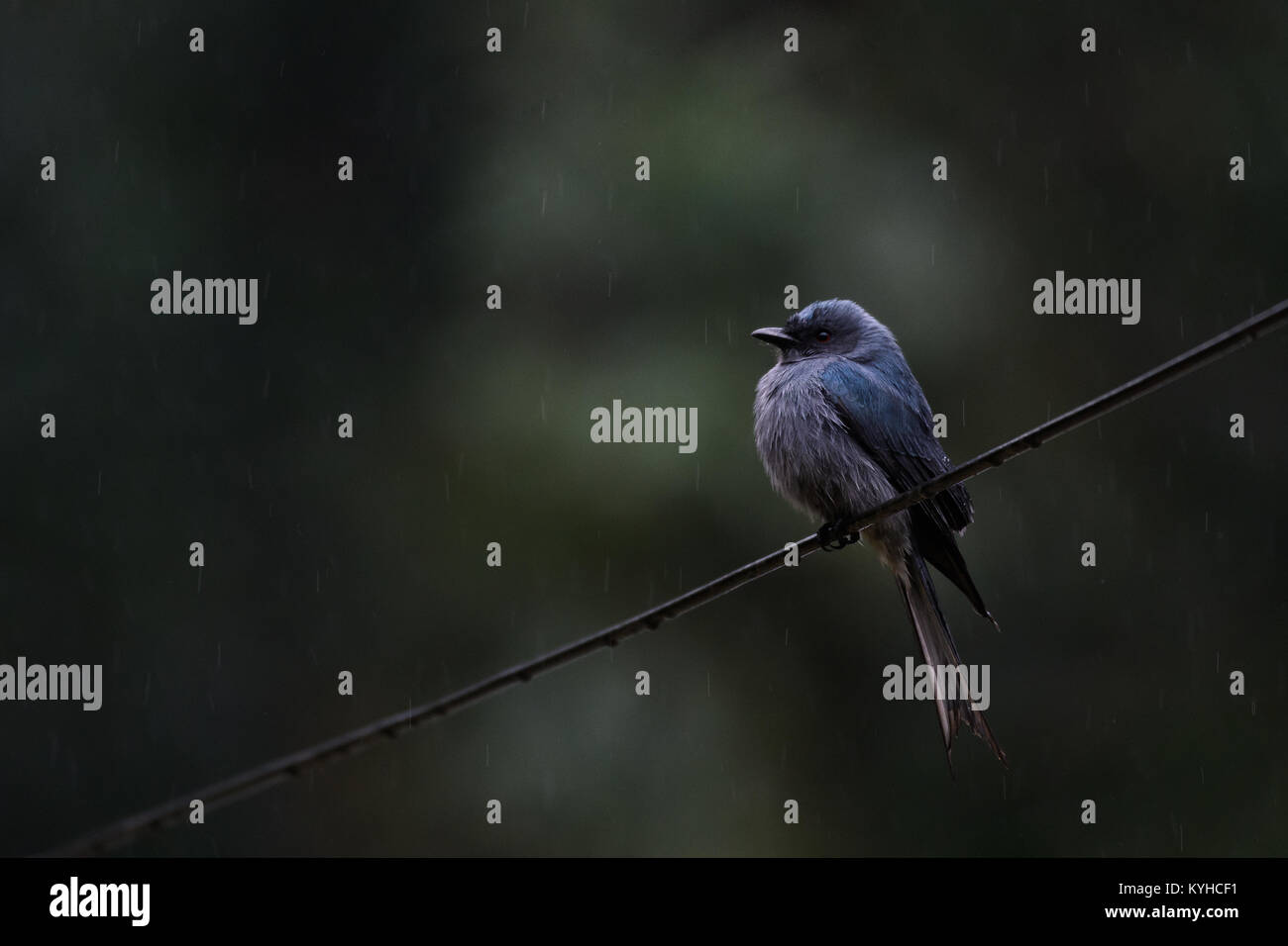 Crow billed drongo hi-res stock photography and images - Alamy