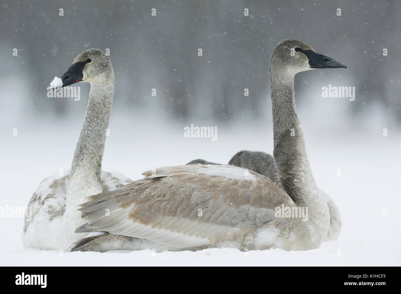 Immature Trumpeter swans (Cygnus buccinator), St. Croix River between ...