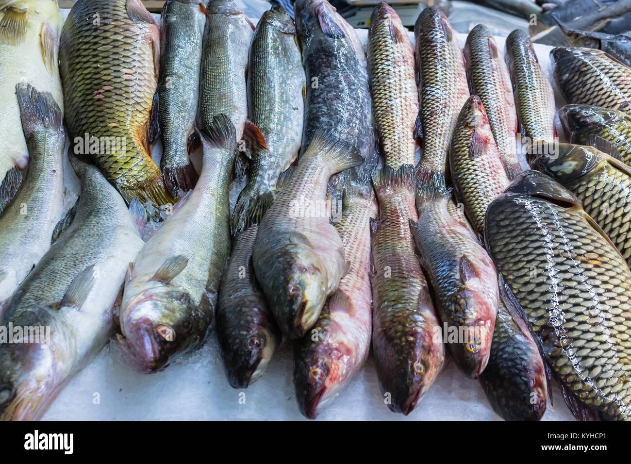 Variety of raw fresh fish. fillet on crushed ice. Close up with space ...