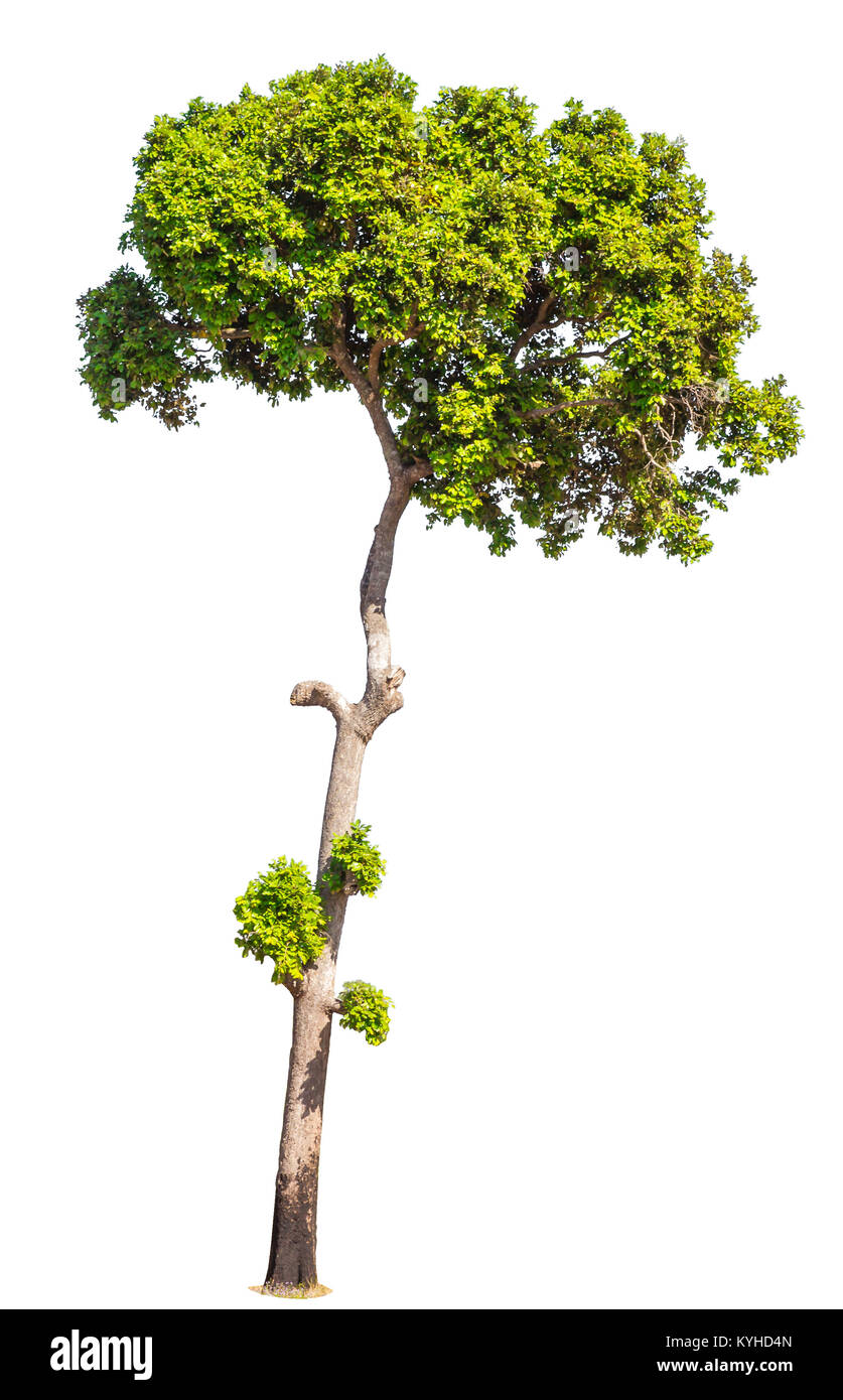 tree isolated on white background Stock Photo - Alamy