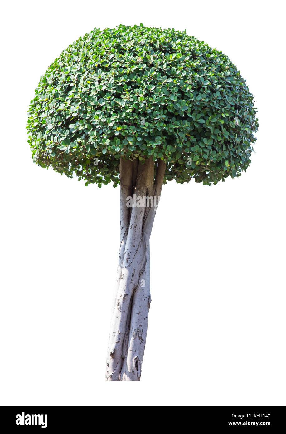 Green tree isolated on white background Stock Photo - Alamy