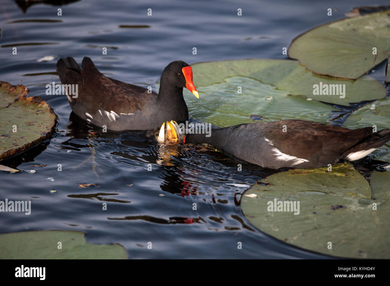 Common moorhen bird Gallinula chloropus forages for food in a marsh in ...